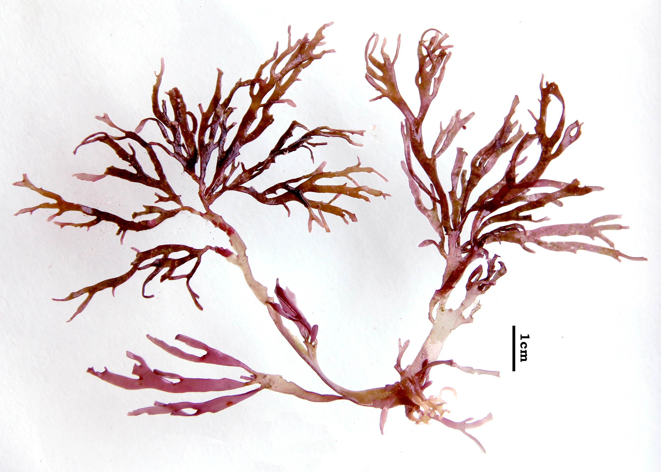 Gracilaria foliifera Marine Algae Bakthavachalam Babu